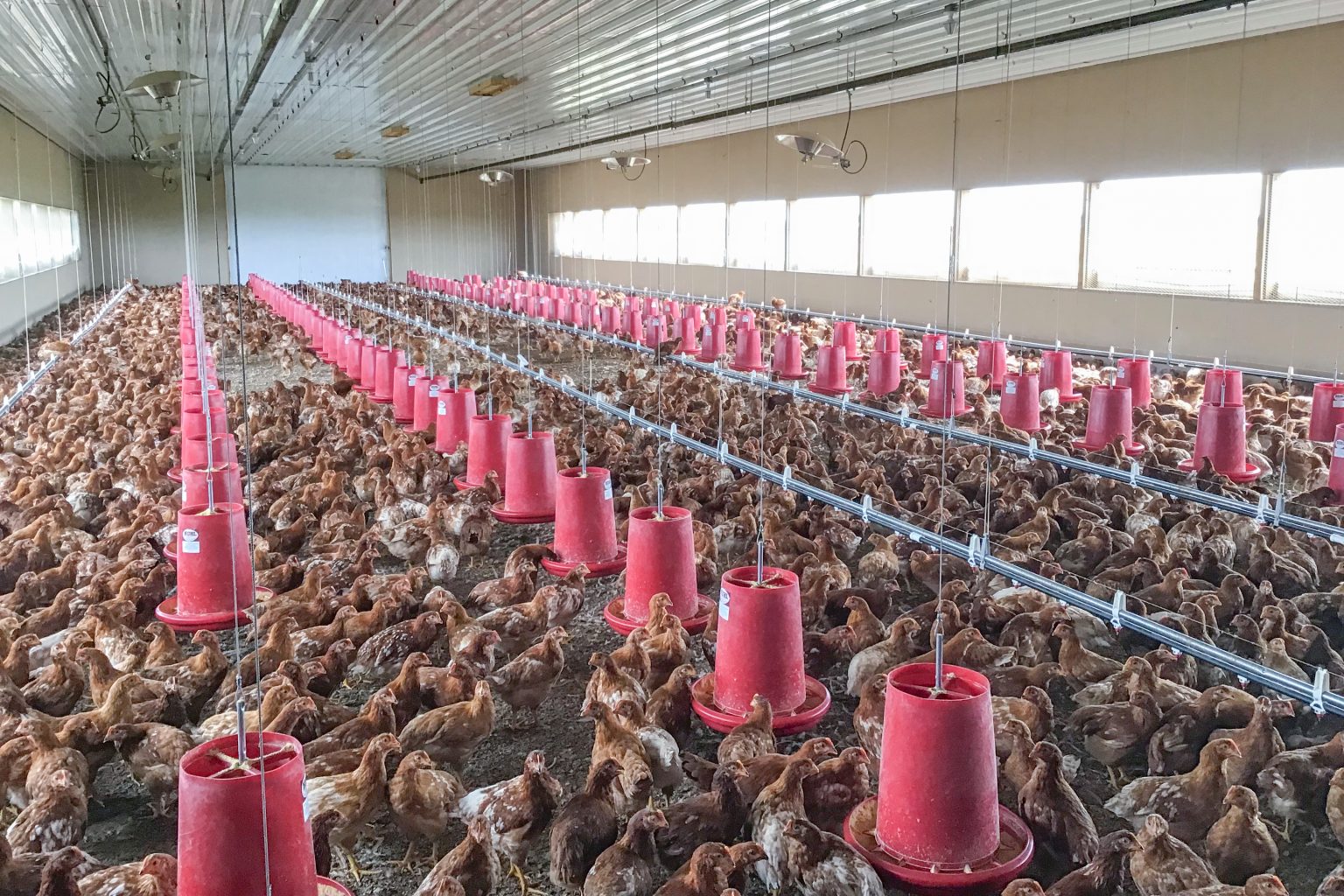 Custom Processing - CIPP | #1 Poultry Processing